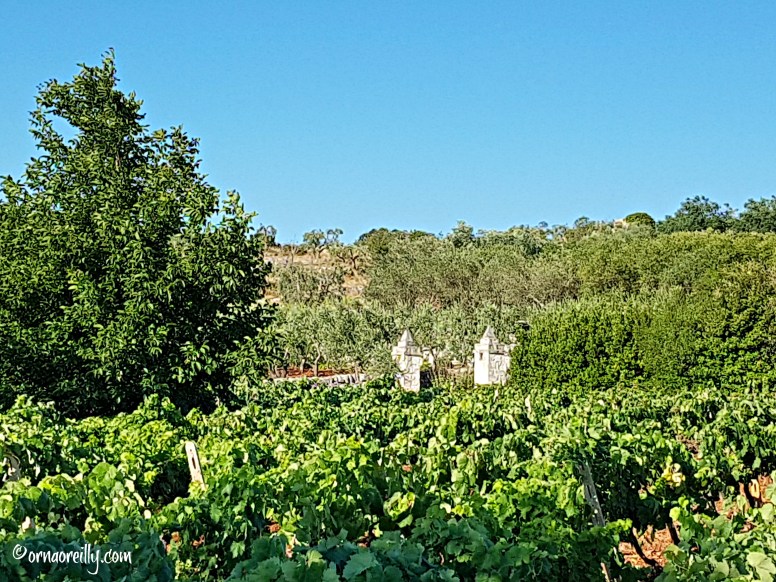 In the Pink: Rosato Wines of Puglia | Orna O'Reilly: Travelling Italy